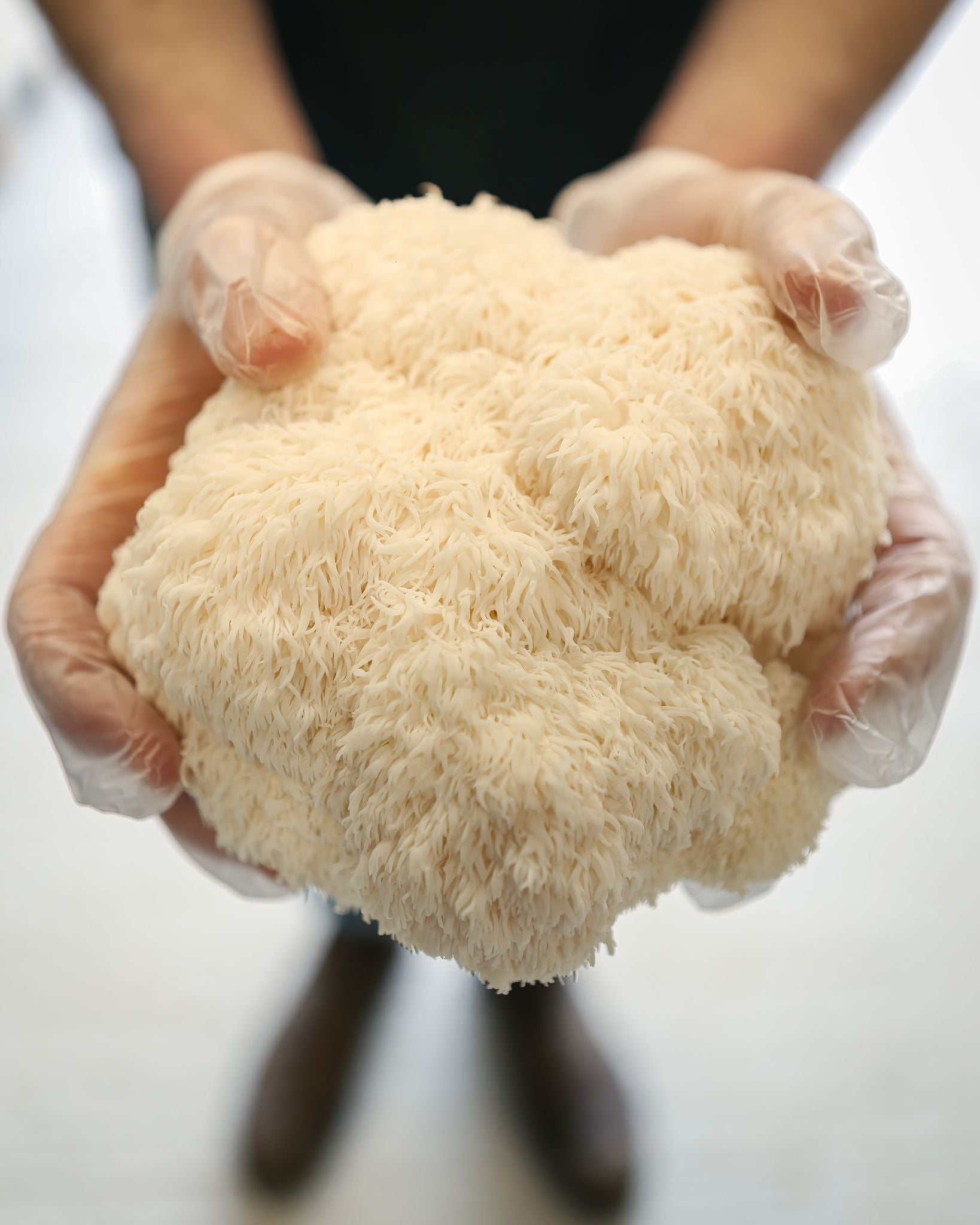 Are Mushrooms Good For You? – Fungi Foods