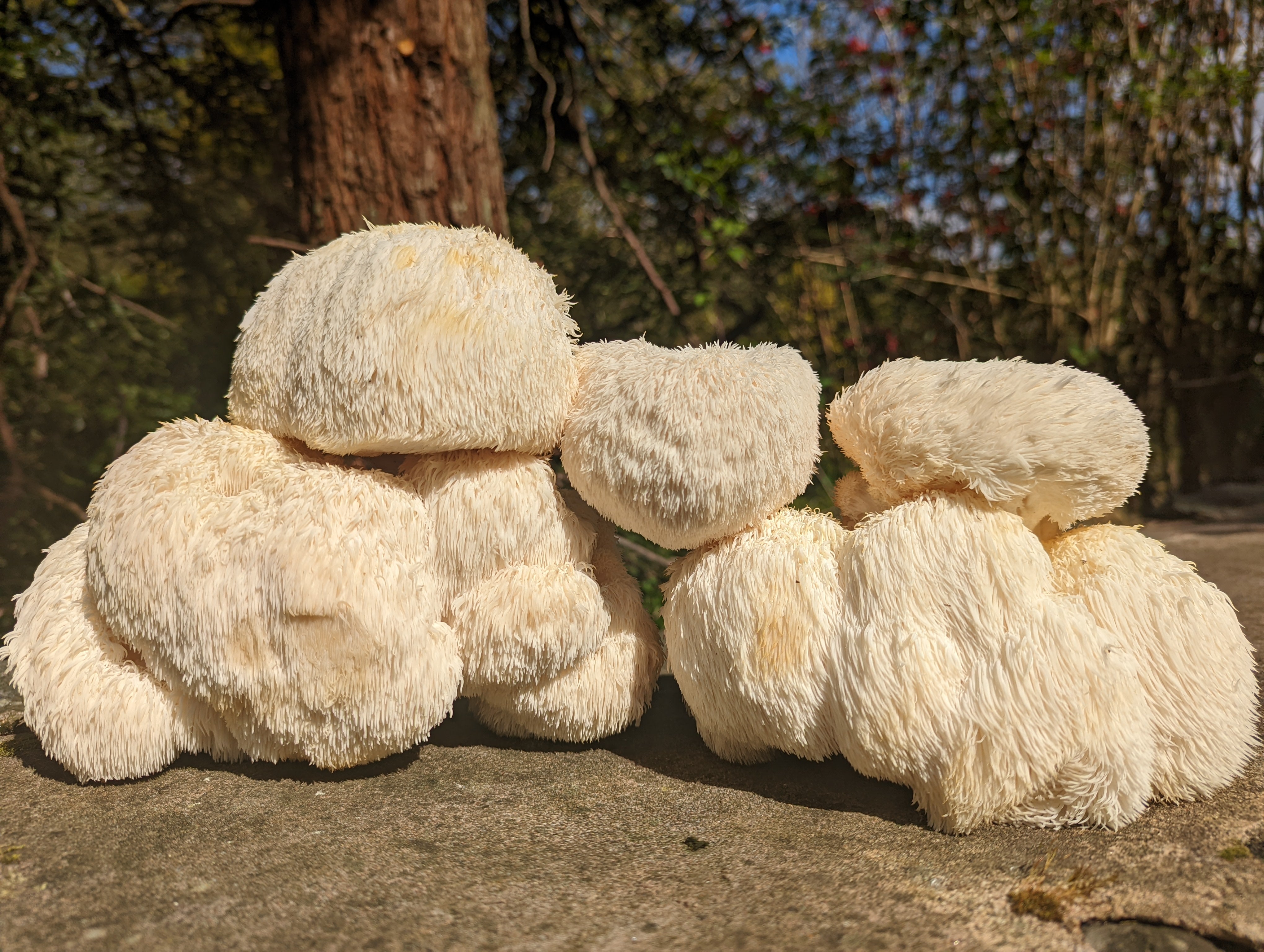 Dried Mushrooms – Fungi Foods
