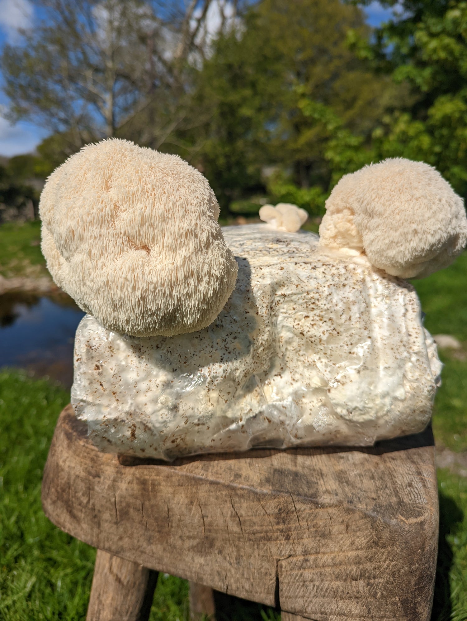 Dried Mushrooms – Fungi Foods